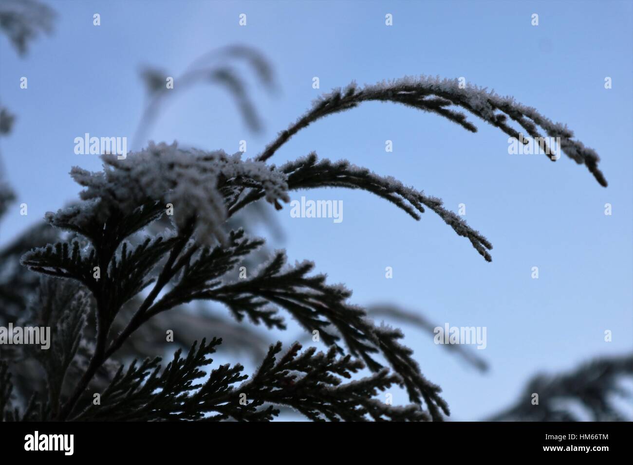 frozen pine tree branch Stock Photo - Alamy