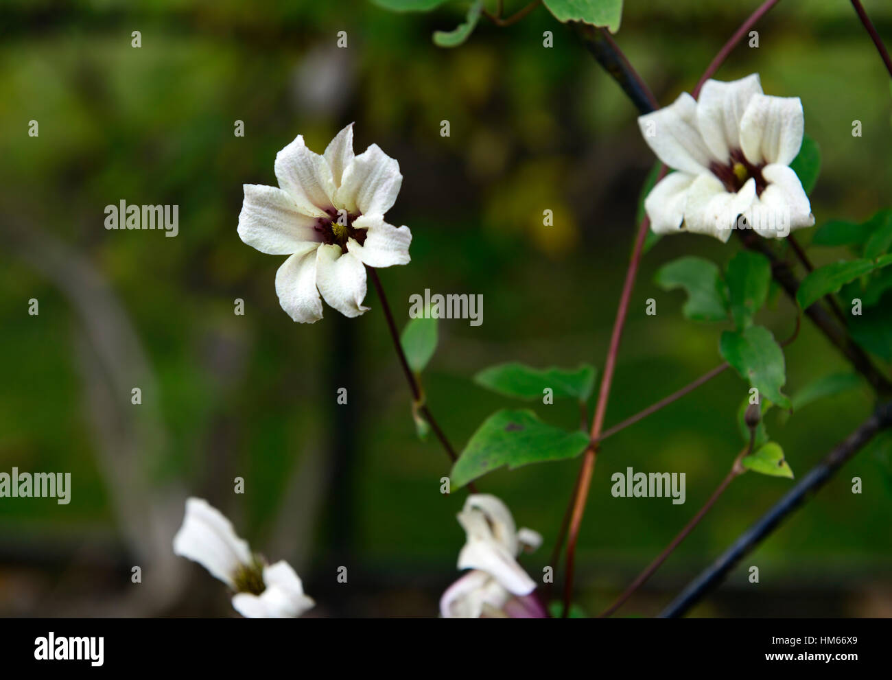 clematis texensis princess kate zoprika white purple plum colour flower ...