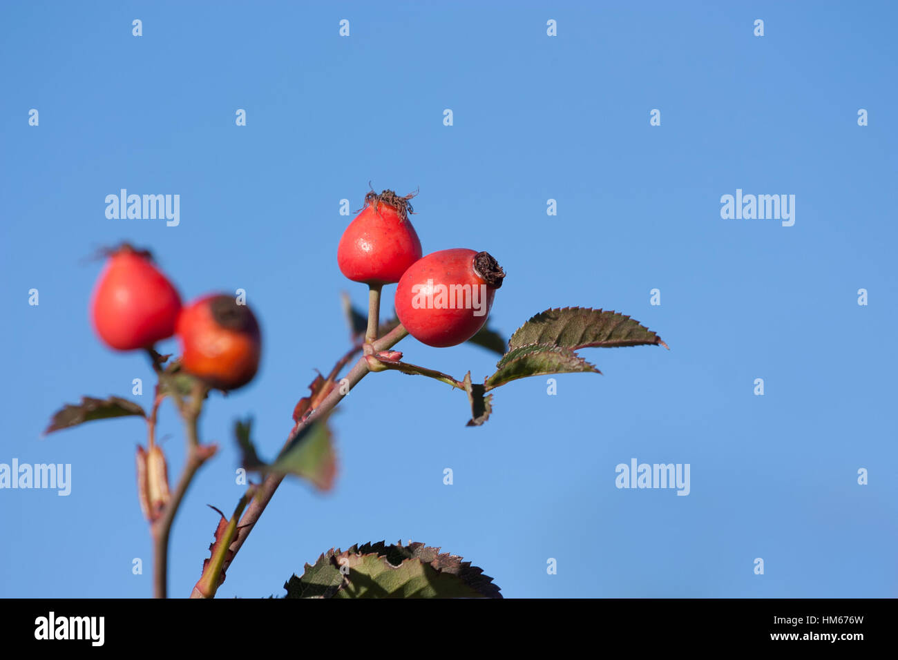 Ripe briar fruit Stock Photo - Alamy