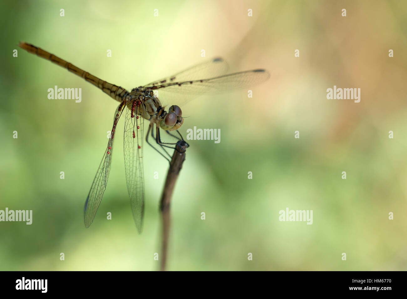 Dragonfly wings gardens hi-res stock photography and images - Alamy