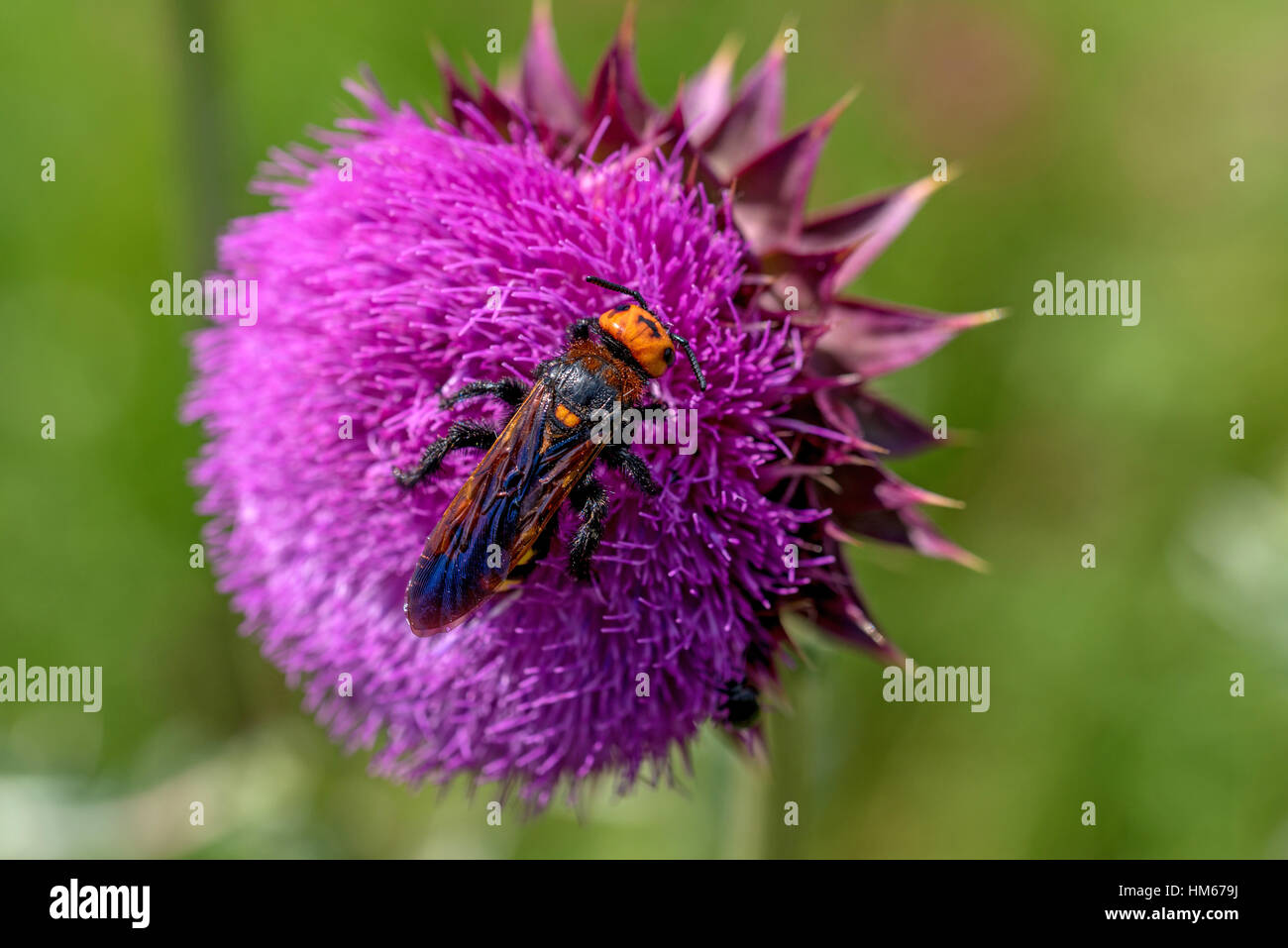 Scolia hirta hi-res stock photography and images - Alamy