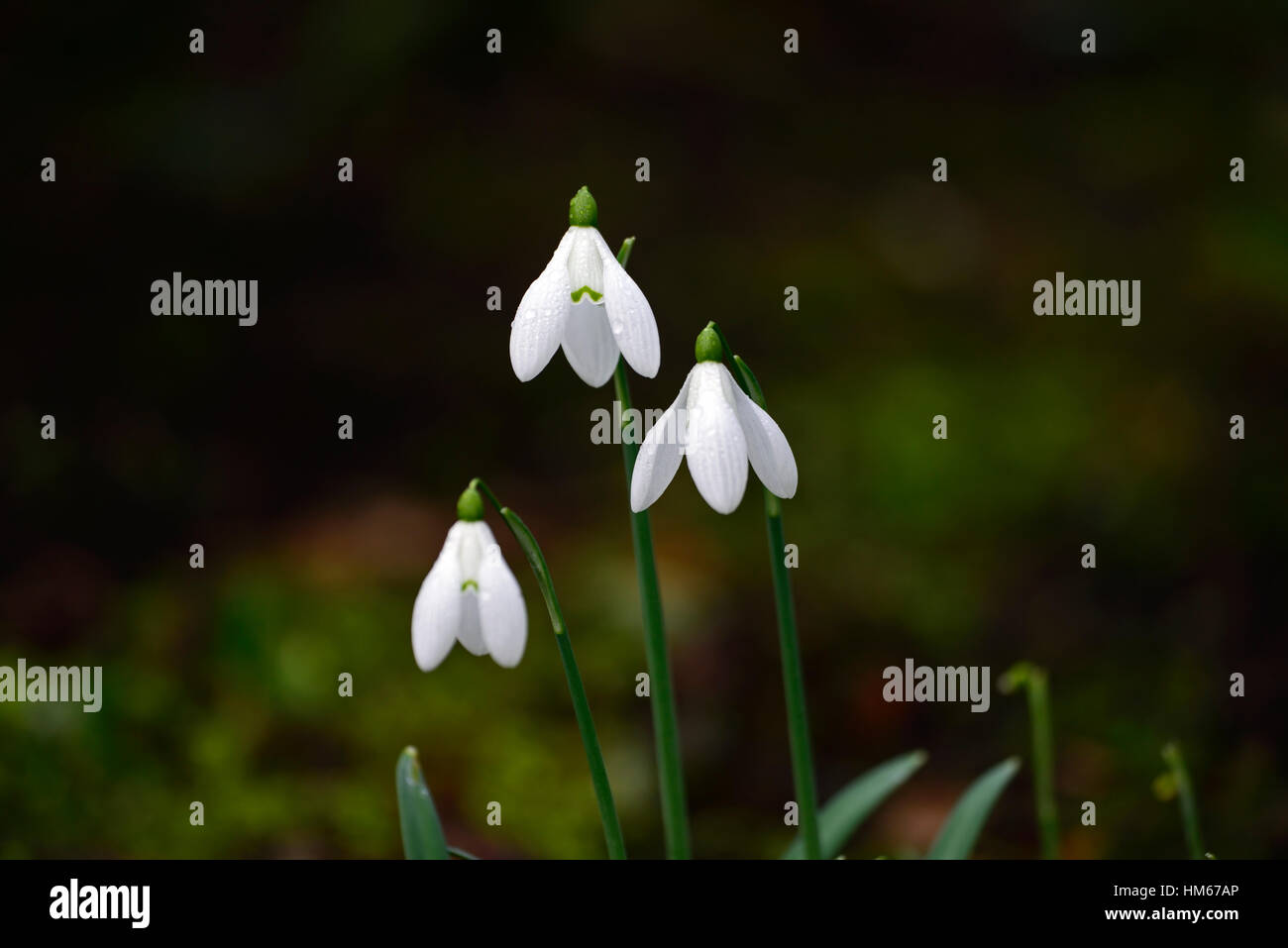 Galanthus Castlegar irish snowdrop white flowers flower bulbs snowdrops ...