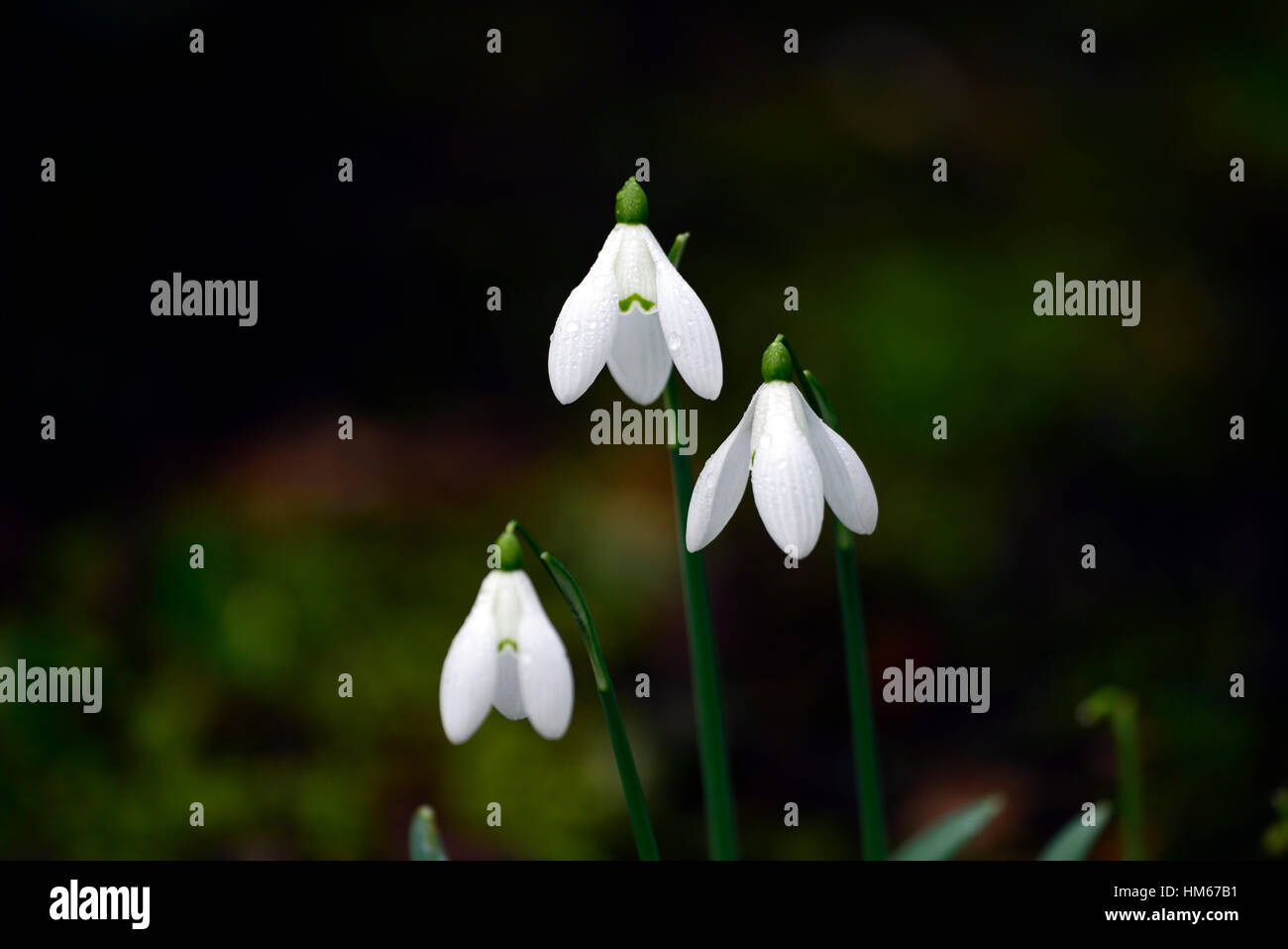 Galanthus Castlegar irish snowdrop white flowers flower bulbs snowdrops ...