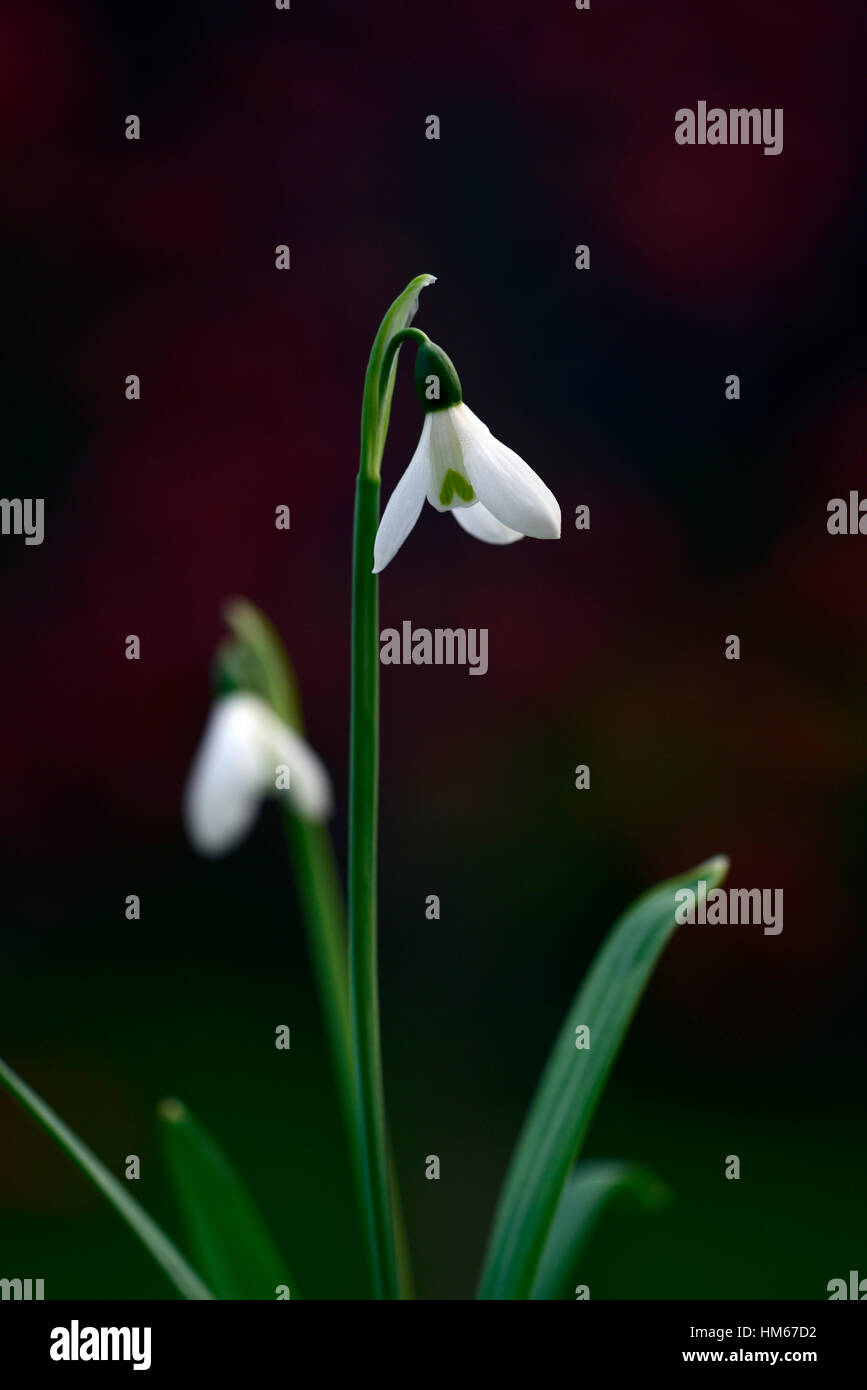 Galanthus elwesii hiemalis barnes group snowdrop white flowers flower ...
