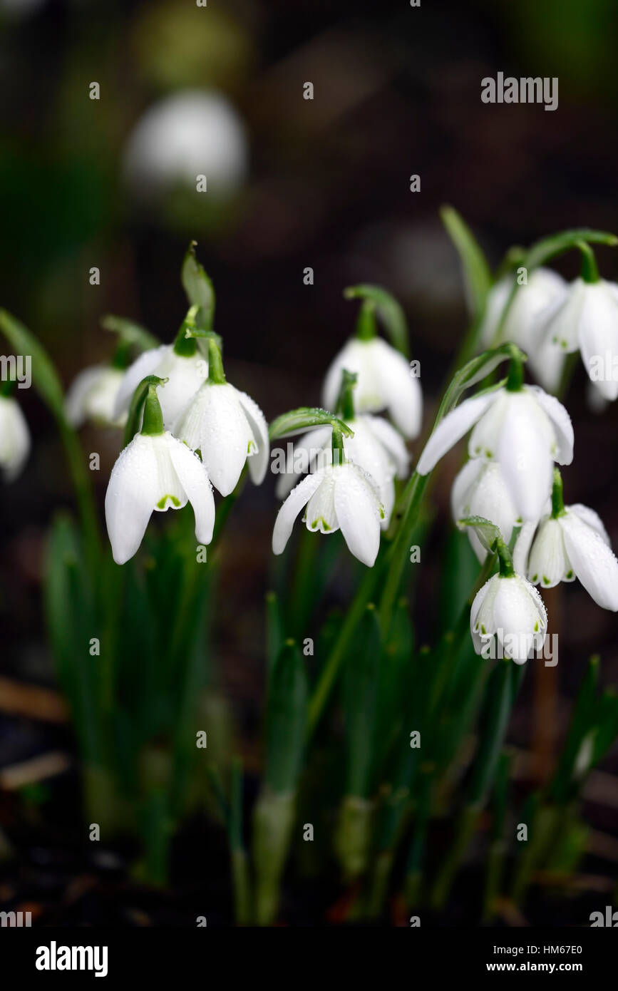 Galanthus lady beatrix stanley double snowdrop white flowers flower ...