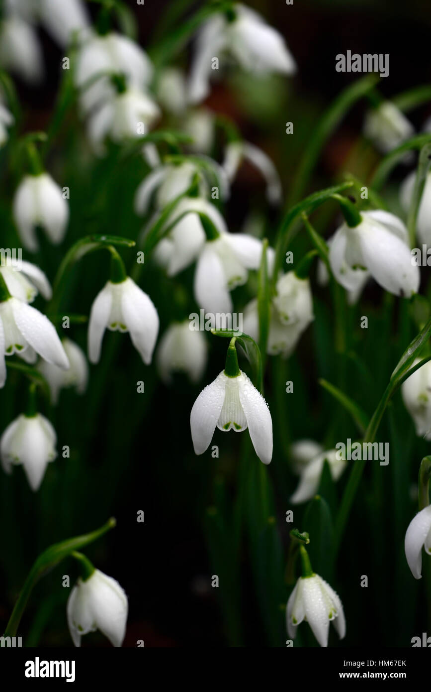 Galanthus lady beatrix stanley double snowdrop white flowers flower ...