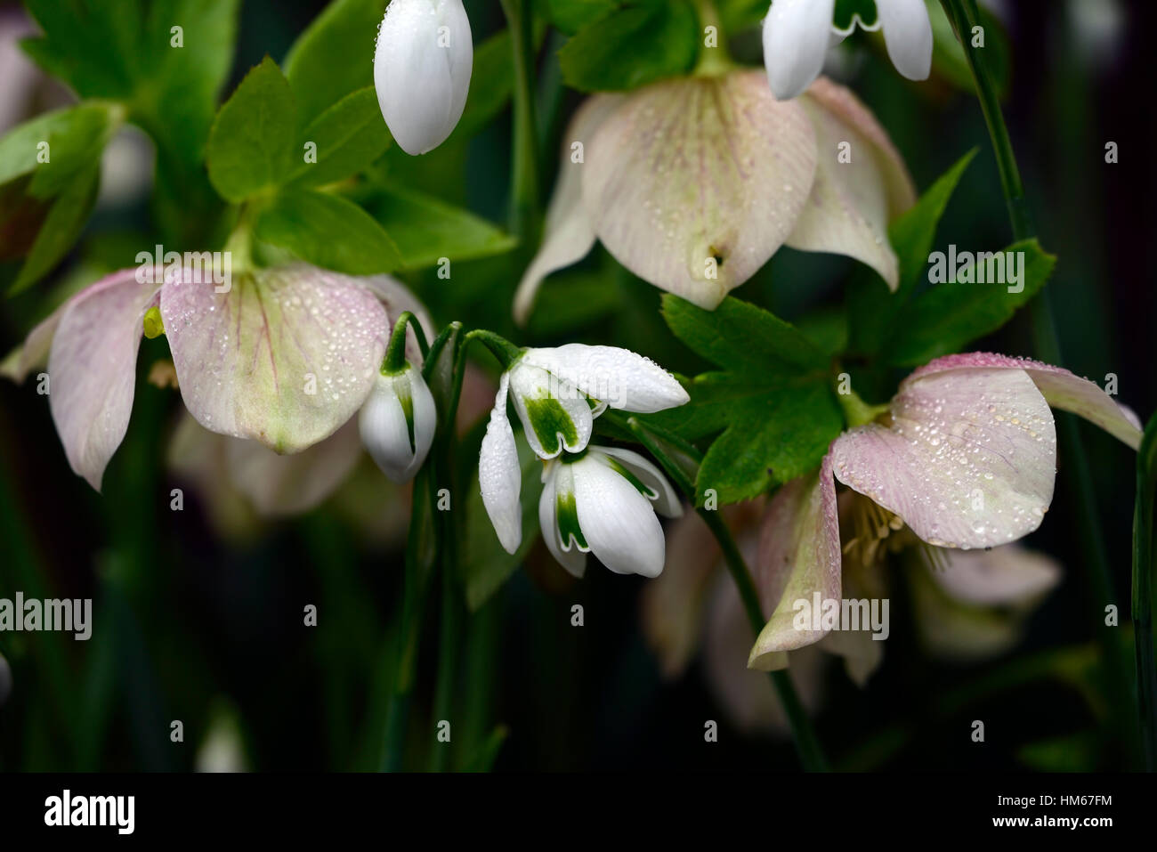 Galanthus lavinia double snowdrop Hellebore hellebores mix mixed white ...