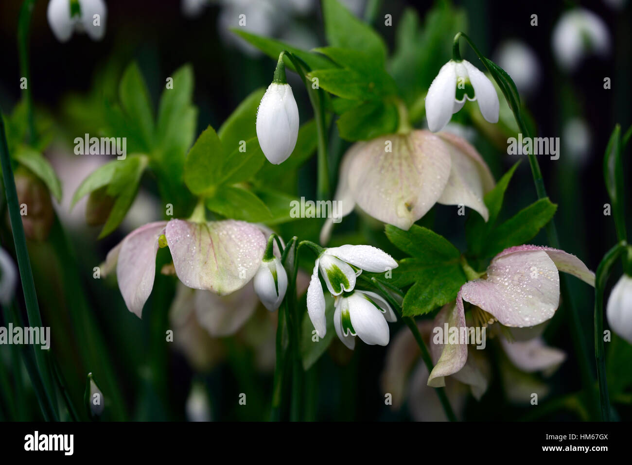 Galanthus lavinia double snowdrop Hellebore hellebores mix mixed white ...