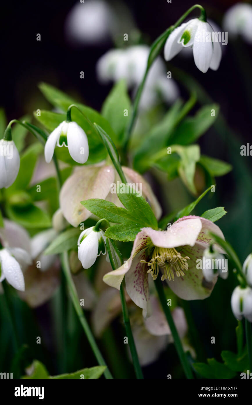Galanthus lavinia double snowdrop Hellebore hellebores mix mixed white ...
