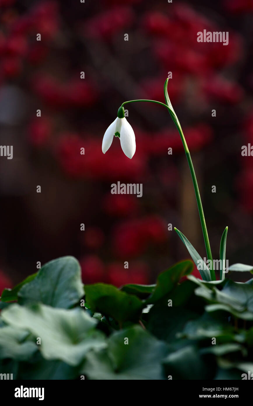 Galanthus Mrs McNamara christmas snowdrop white flowers flower bulbs ...