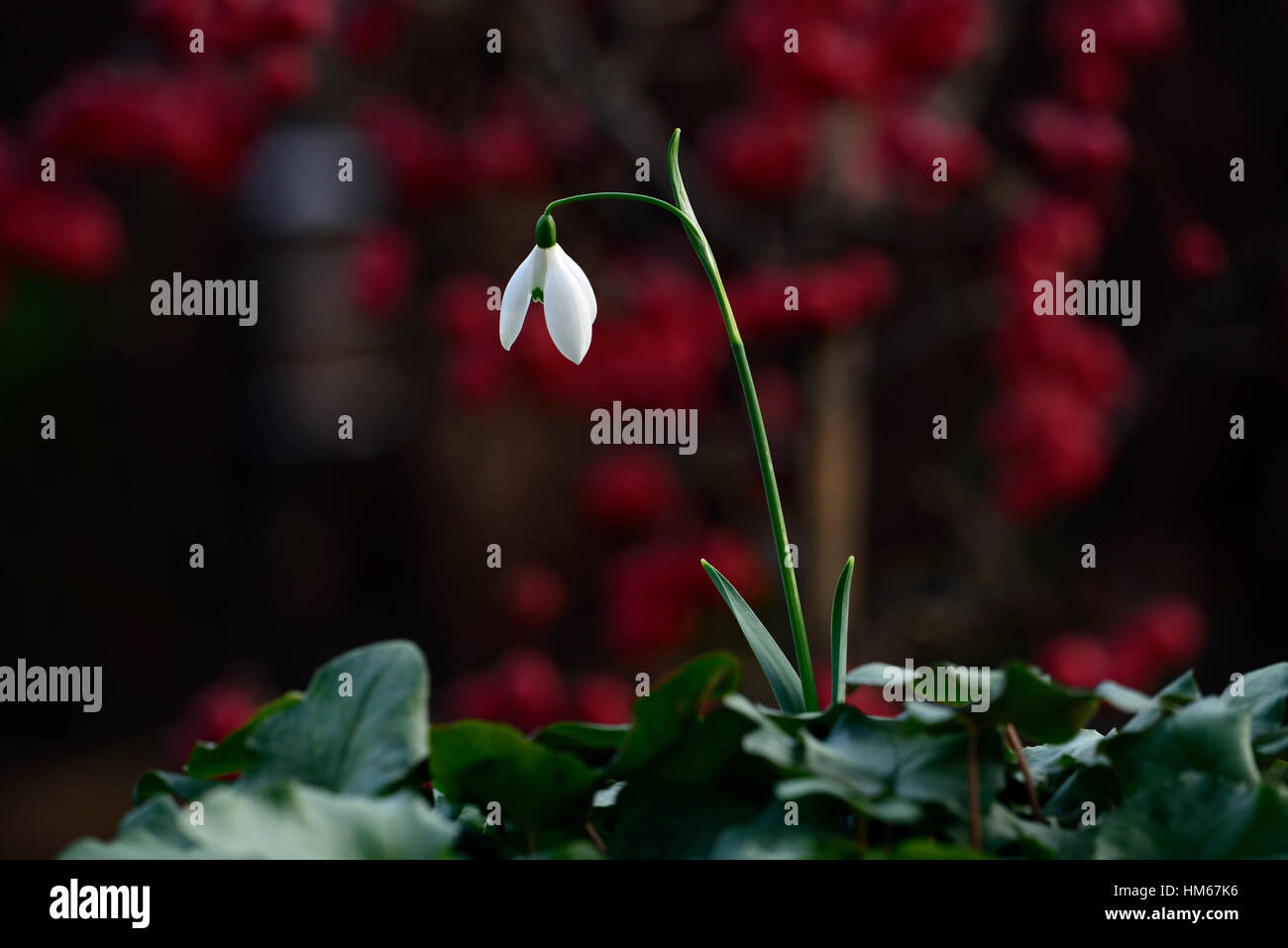 Galanthus mrs mcnamara hi-res stock photography and images - Alamy