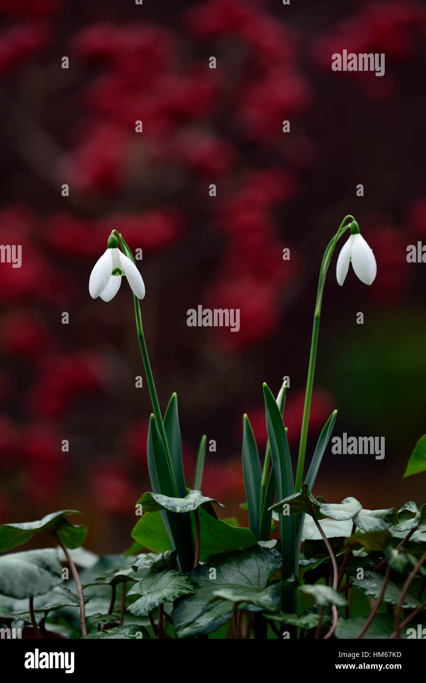 Galanthus Mrs McNamara christmas snowdrop white flowers flower bulbs ...