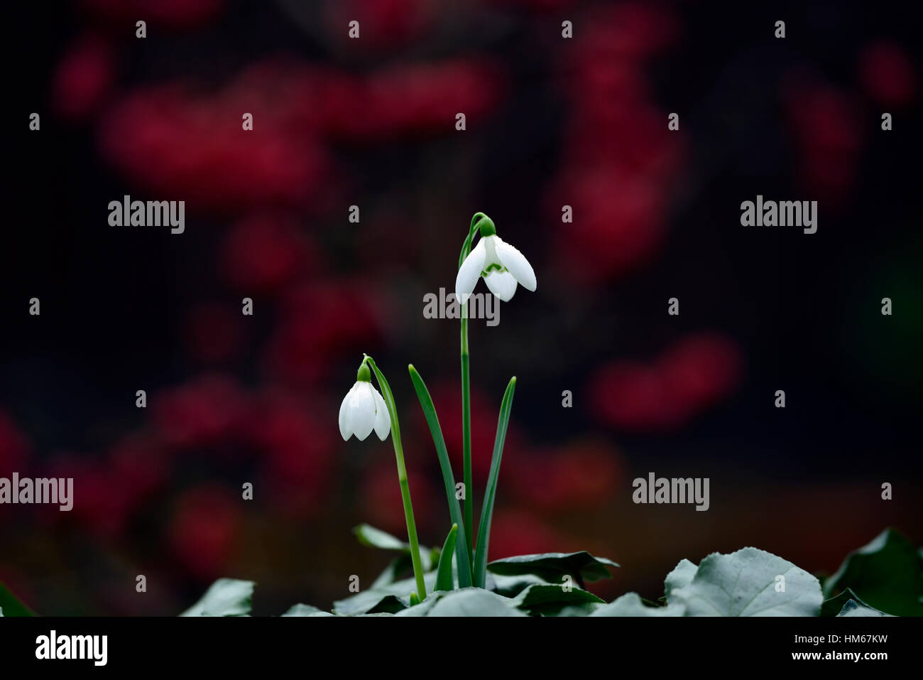 Galanthus Mrs McNamara christmas snowdrop white flowers flower bulbs ...