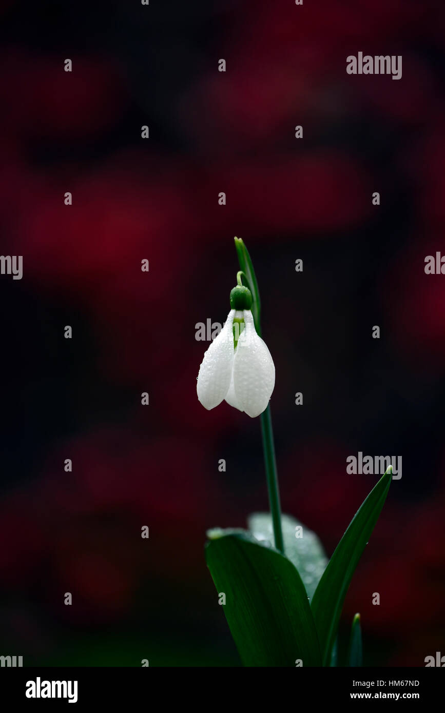 Snowdrop three ships hi-res stock photography and images - Alamy