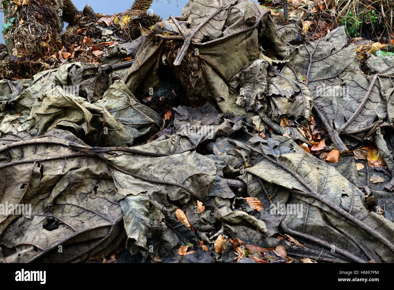 gunnera maculata winter dead leaves foliage die back rot rotten rotting ...