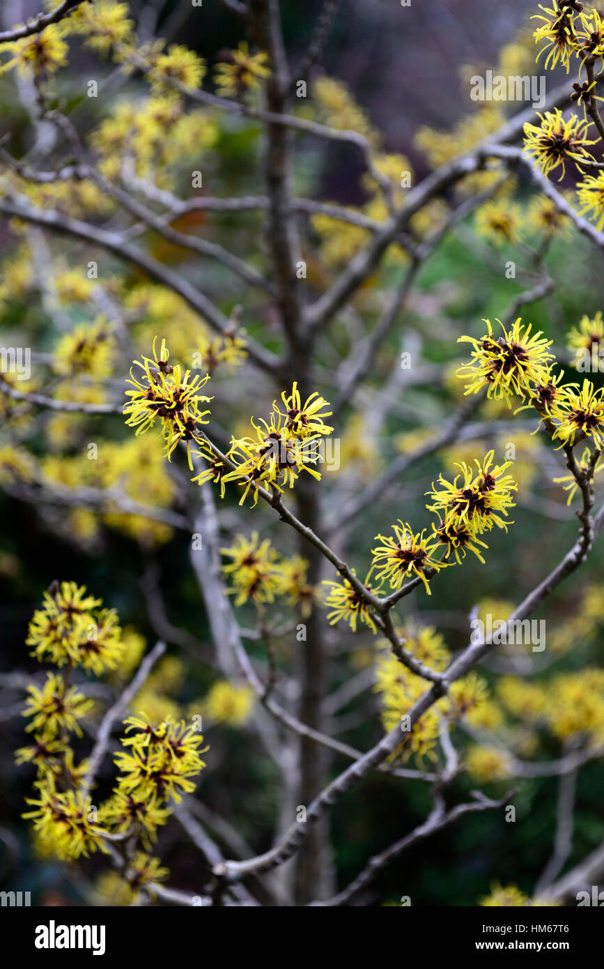Chinese witch hazel hi-res stock photography and images - Alamy