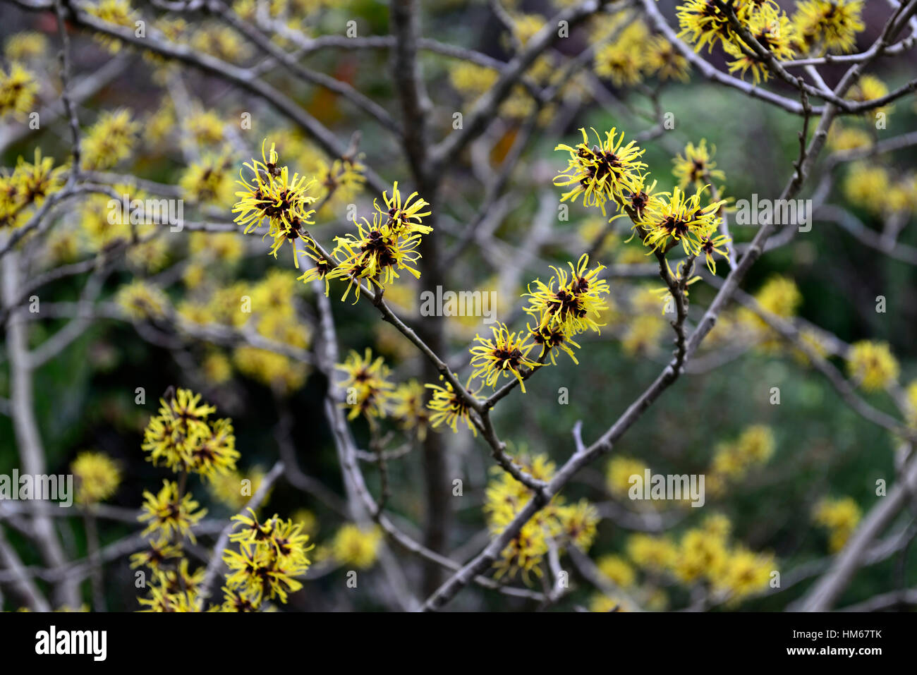 hamamelis mollis chinese witch hazel winter yellow hazels scented ...