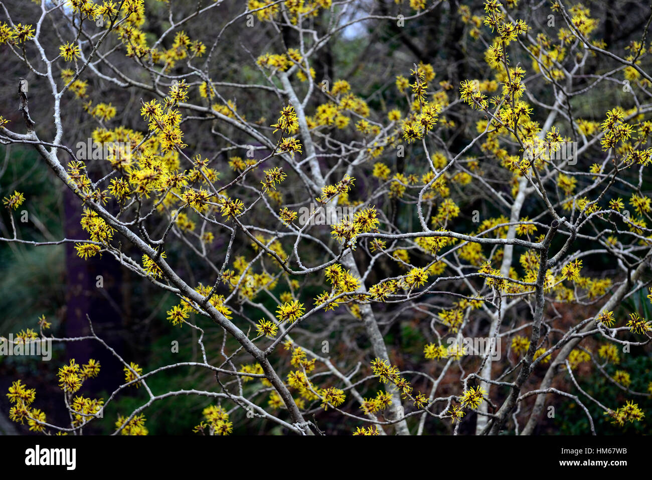 hamamelis mollis chinese witch hazel winter yellow hazels scented ...