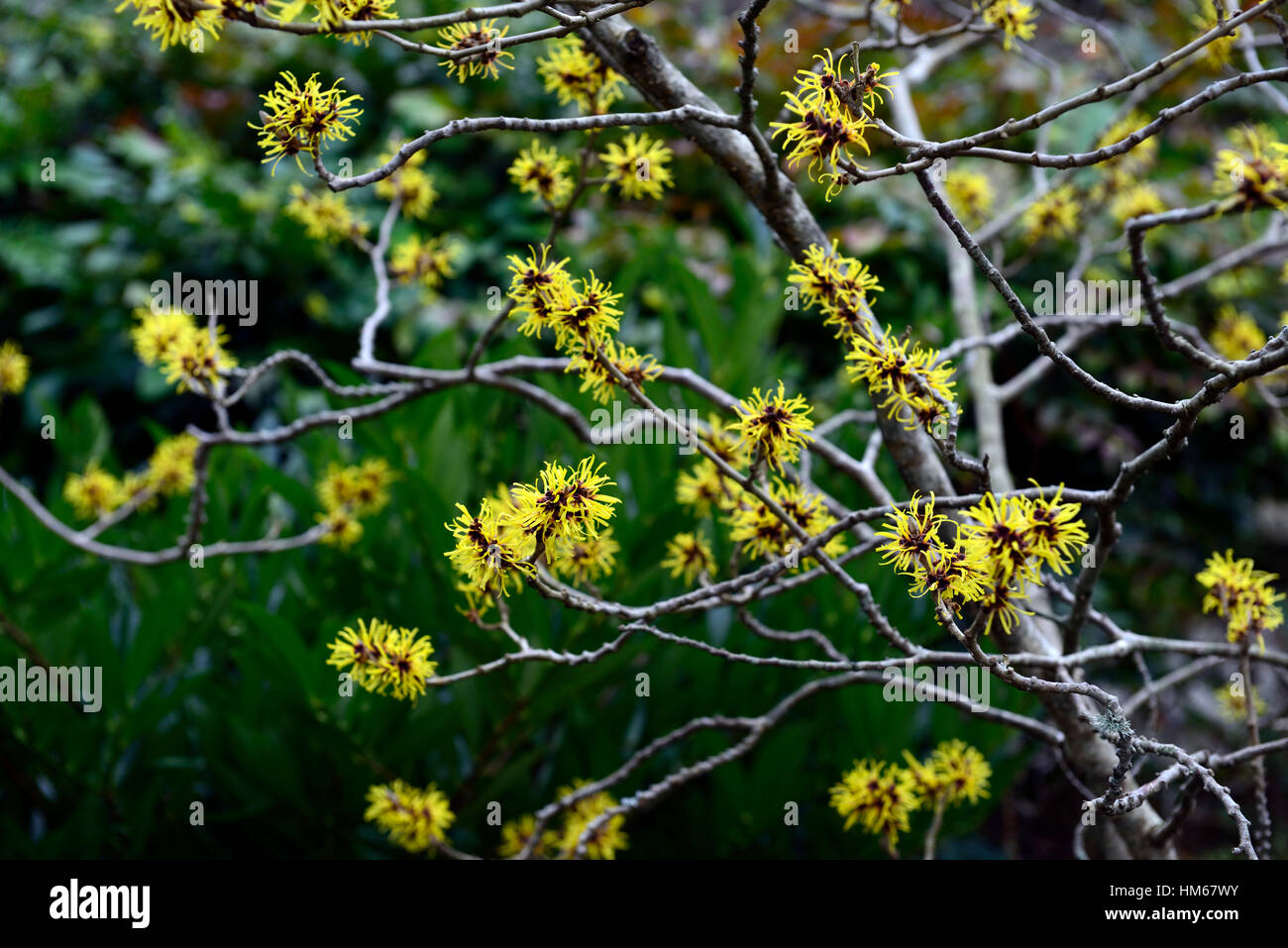 hamamelis mollis chinese witch hazel winter yellow hazels scented ...