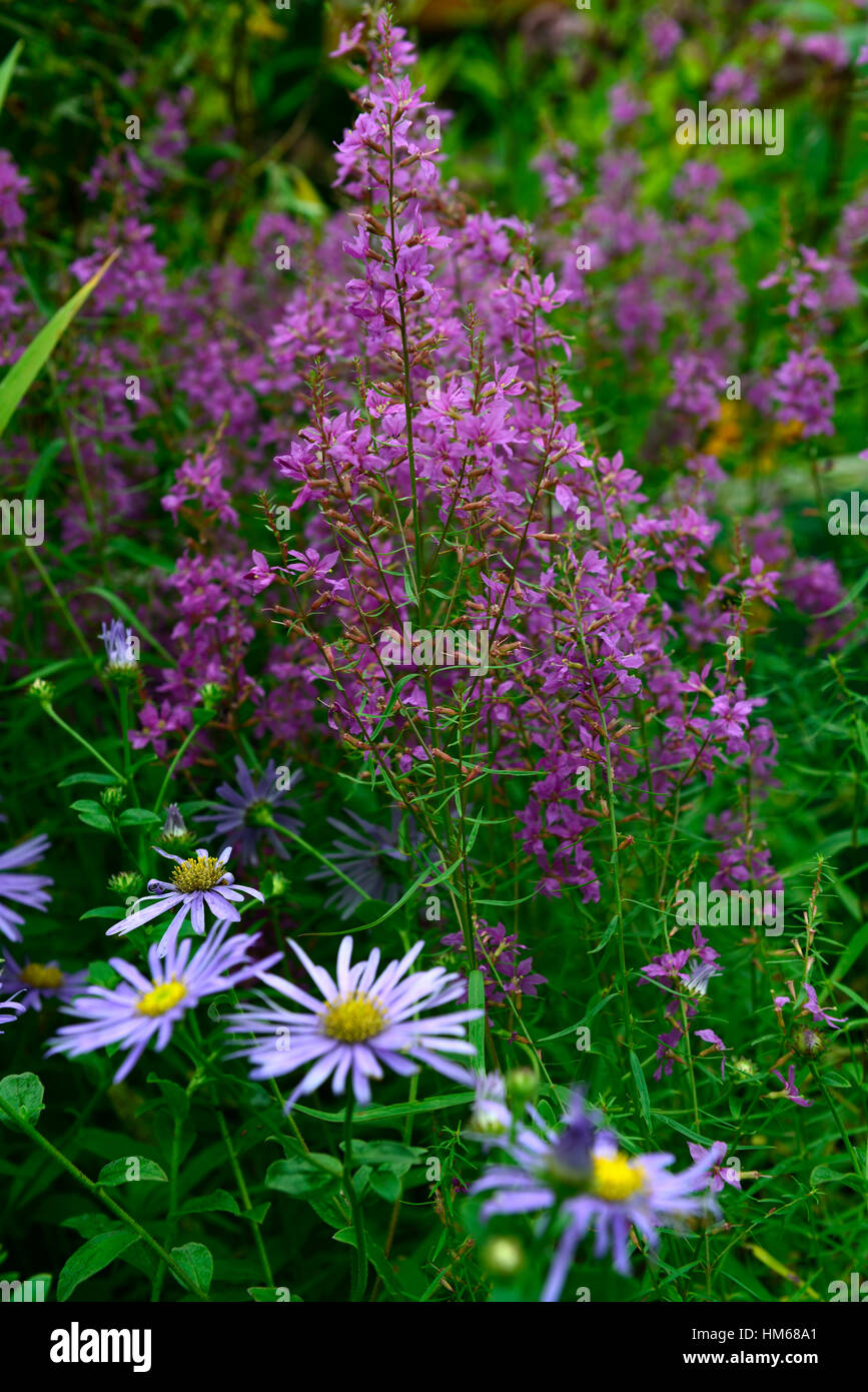 Lythrum salicaria ‘swirl hi-res stock photography and images - Alamy