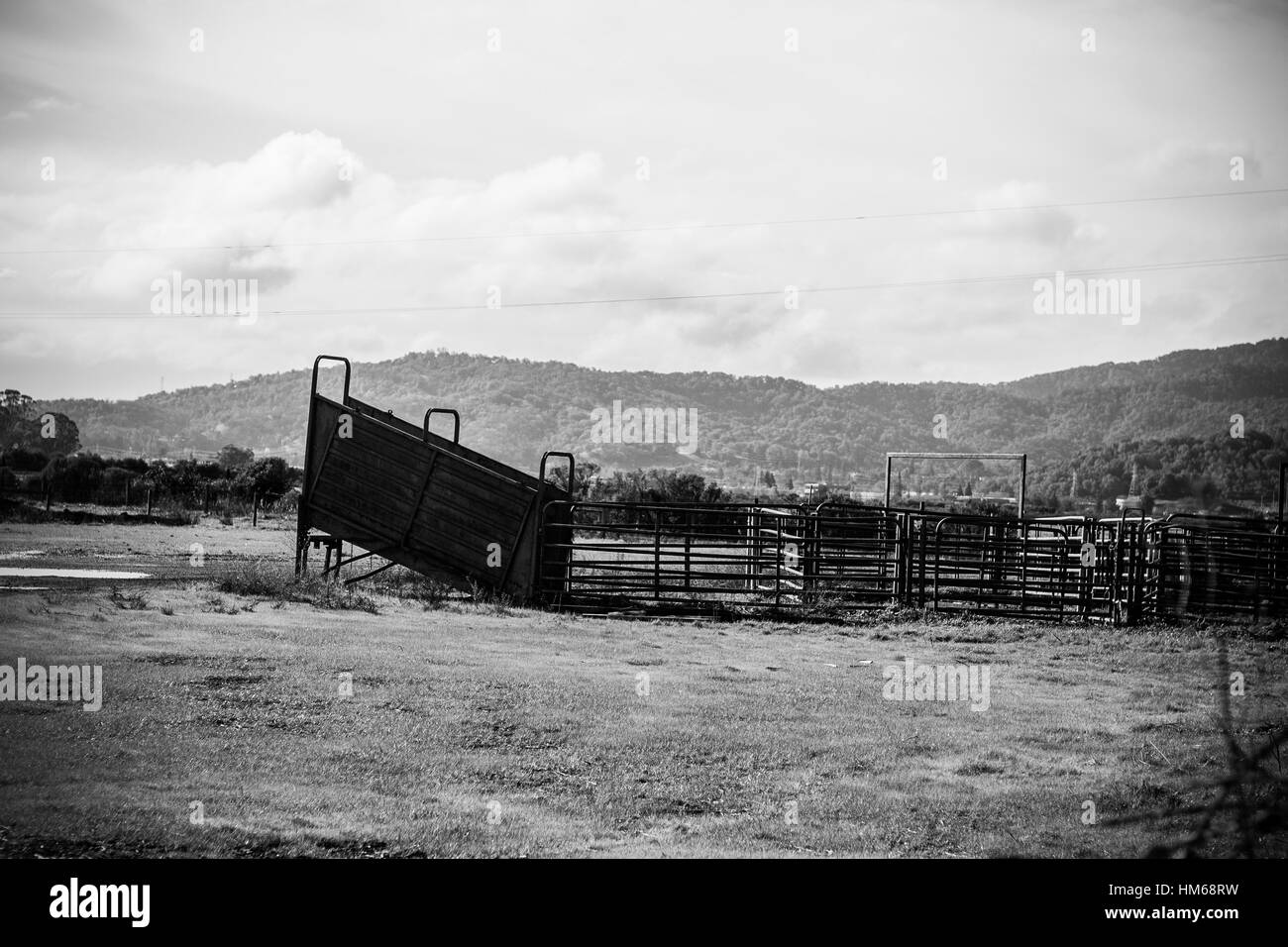 Cattle shoot hi-res stock photography and images - Alamy