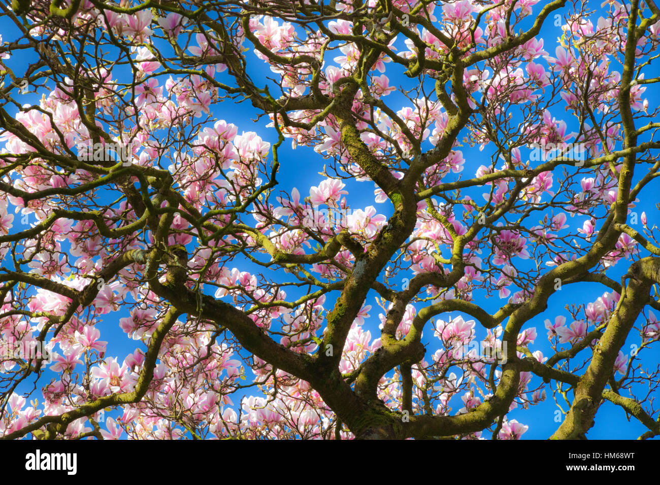 Cardiff spring flowers hi-res stock photography and images - Alamy