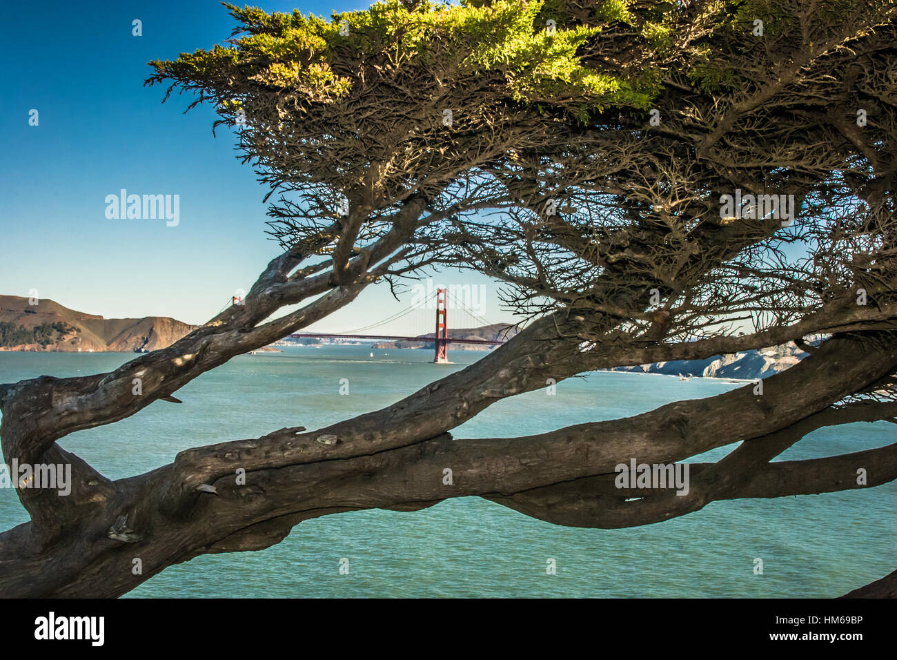 Golden Gate Bridge and Cypress Tree Stock Photo - Alamy