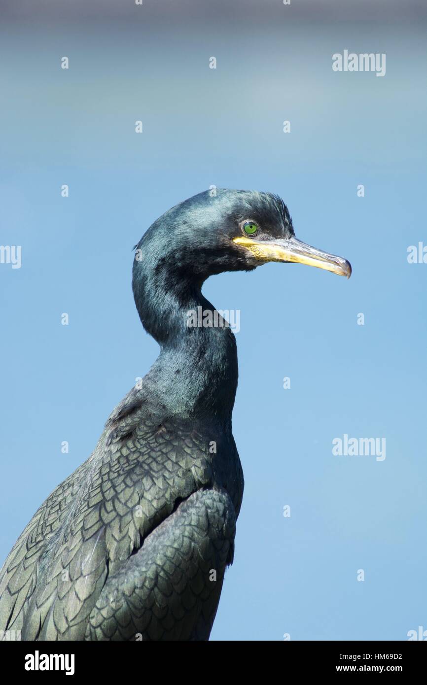 European shag, in the summer on Hornøya, Vardø, Norway Stock Photo - Alamy