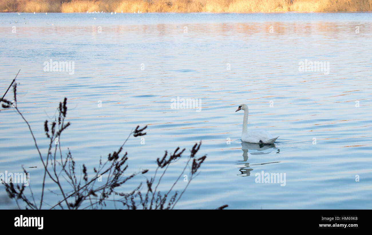 Swan swim on the river Stock Photo - Alamy