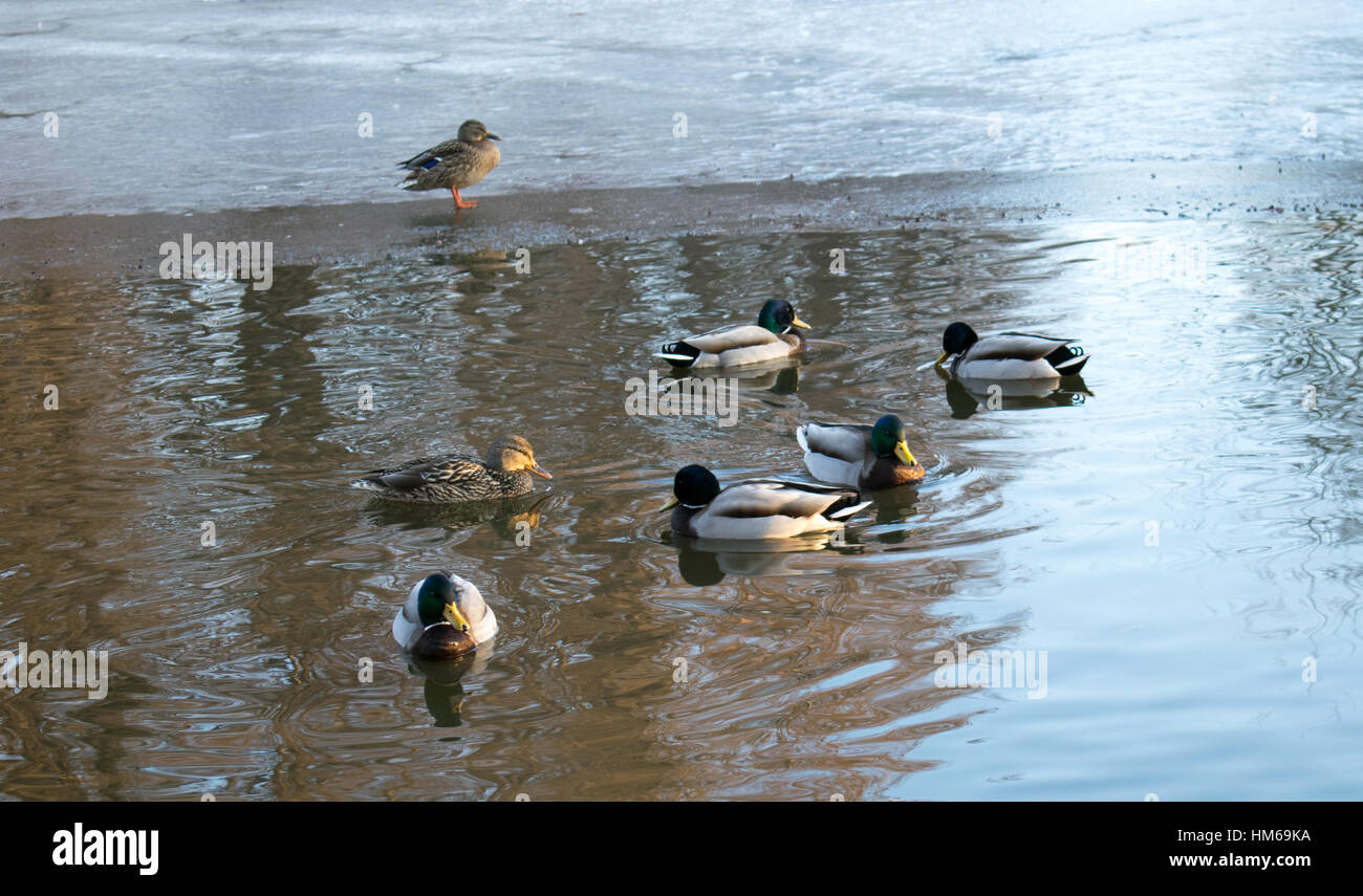 Ducks on the lake Stock Photo - Alamy