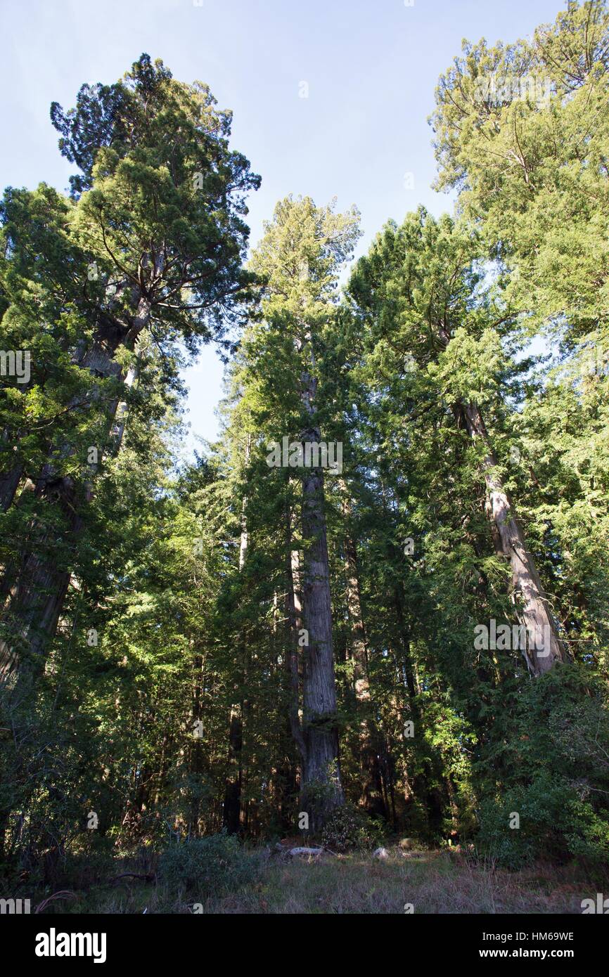 The Grove of the Old Trees near Occidental, California, USA Stock Photo ...
