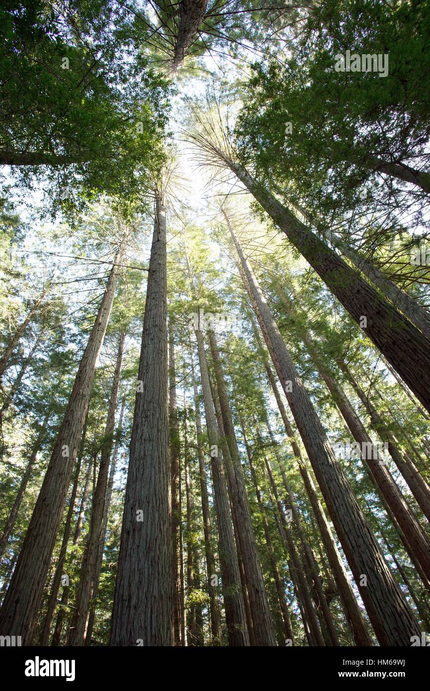 The Grove of the Old Trees near Occidental, California, USA Stock Photo ...