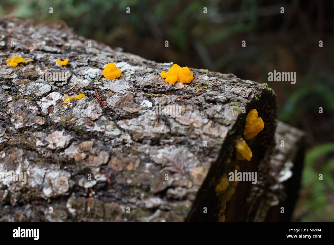 Tremella mesenterica, also known as witches butter, yellow brain, or ...
