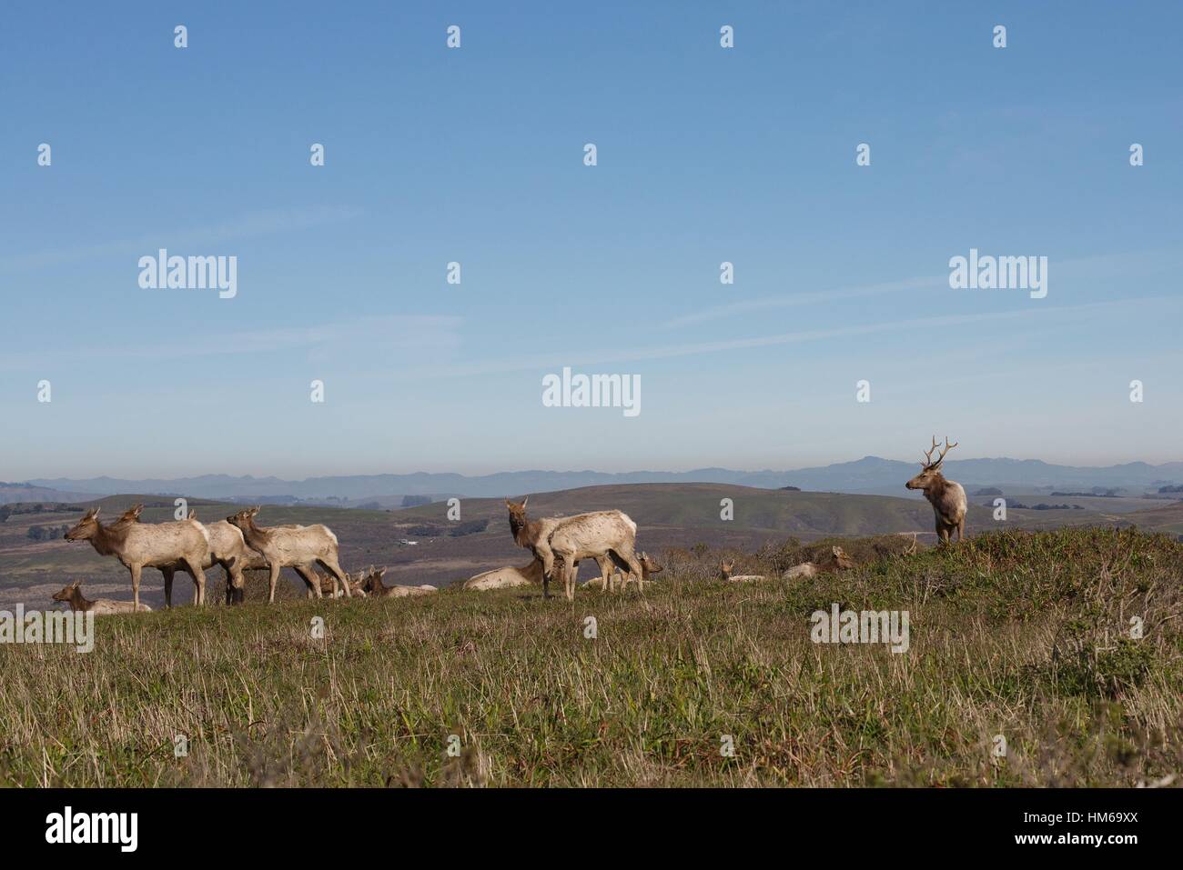 Tule elk at Point Reyes National Seashore in northern California, USA ...