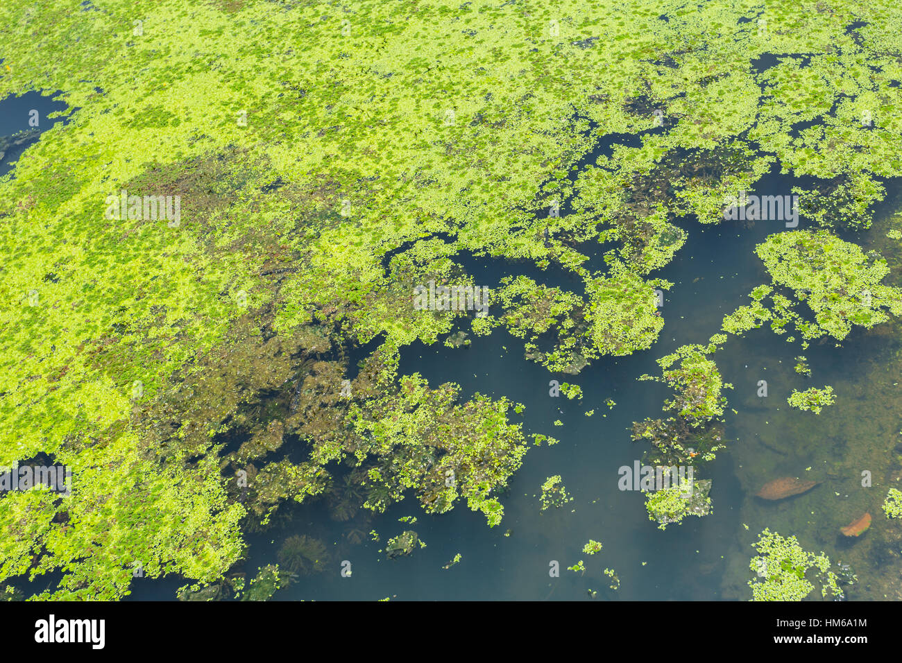Swamp Water Plants