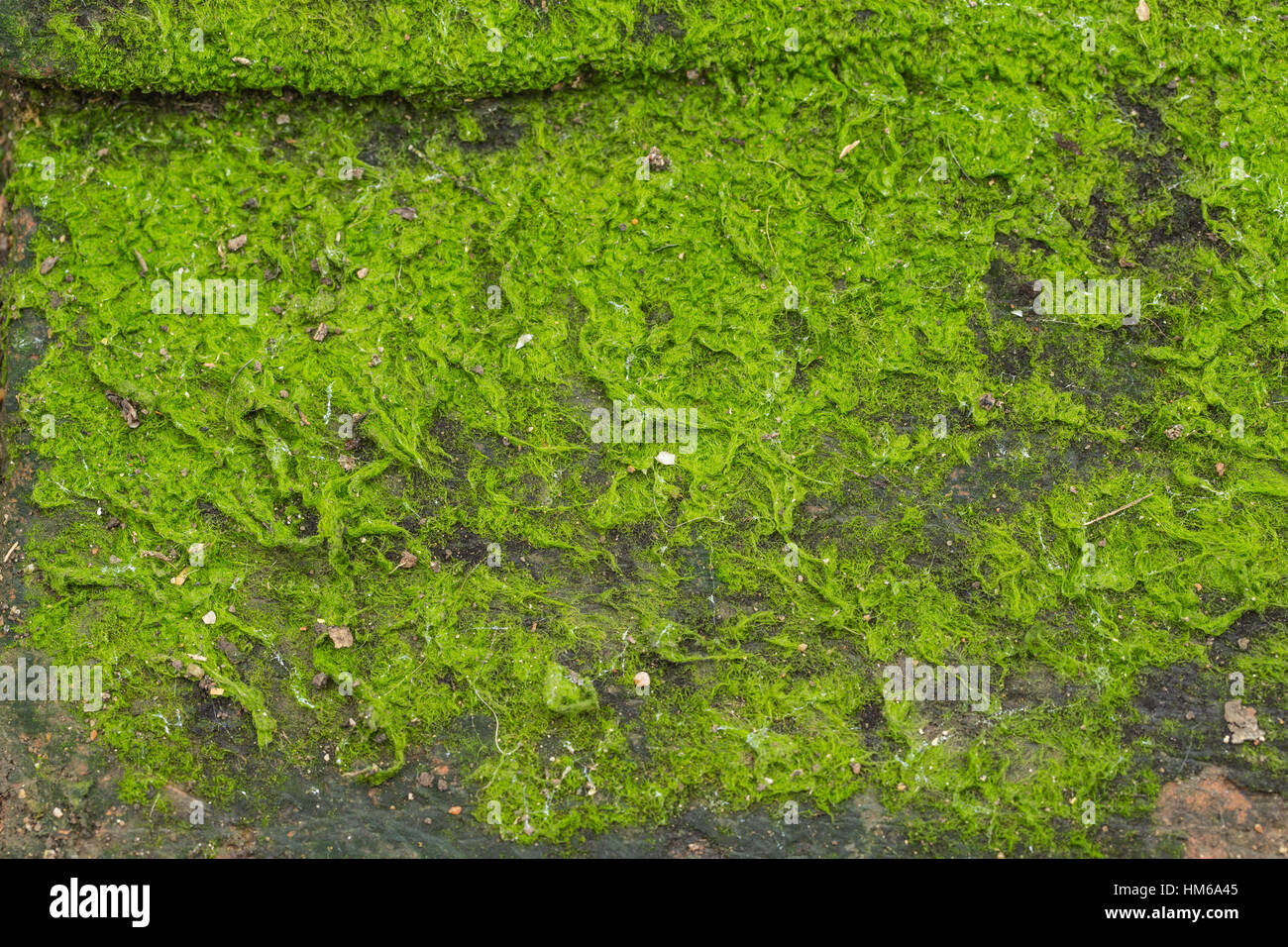 moss background, green moss on the ground, moss texture for background ...