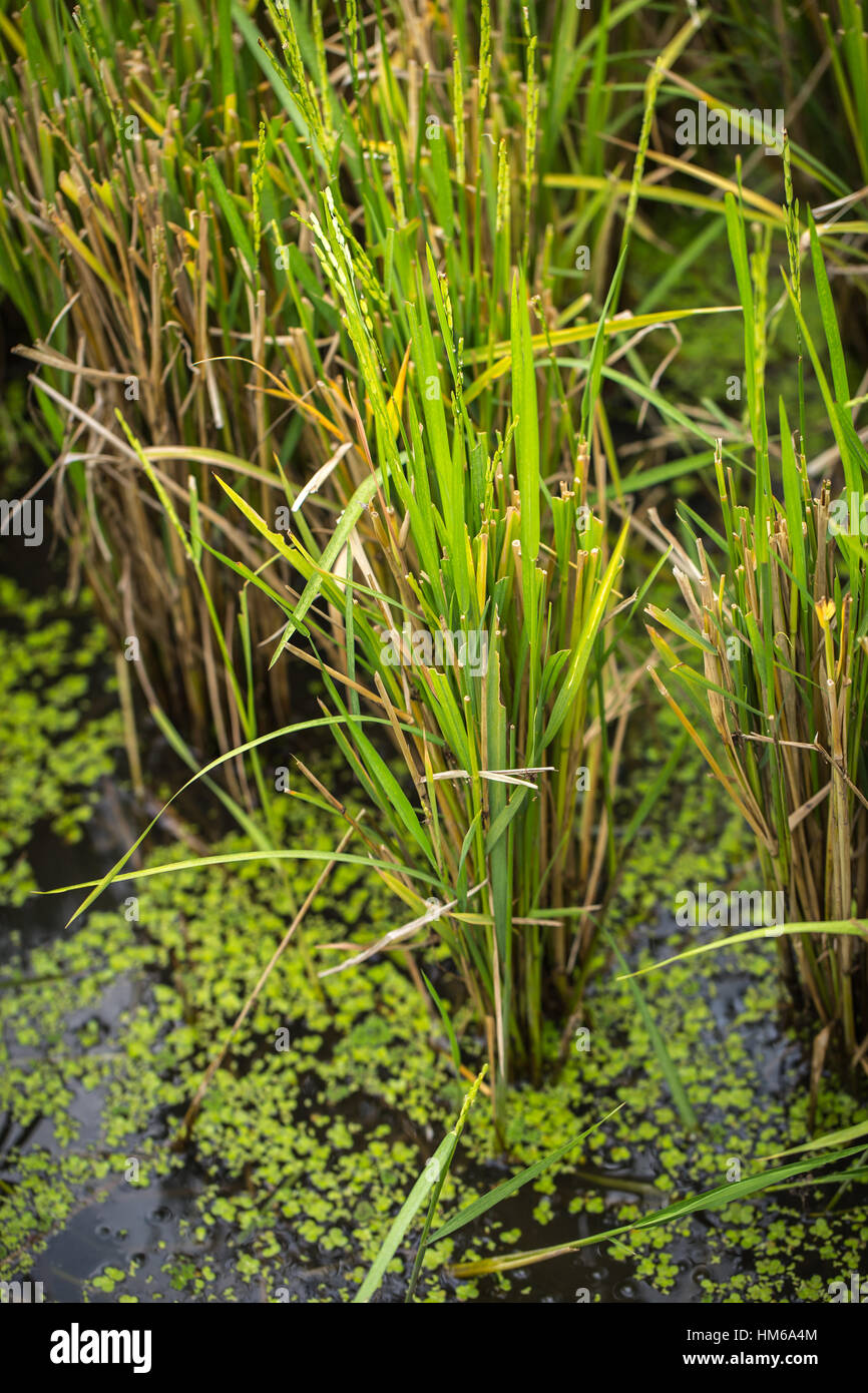green rice plant in the water, green grass, Thai baby jasmine rice ...