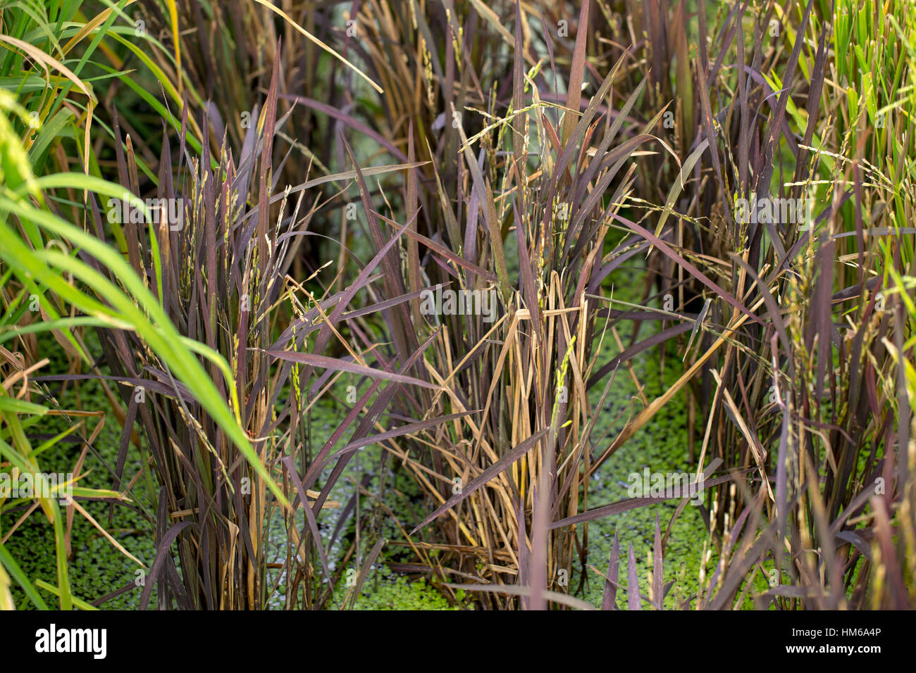 Rice field, rice plant, multiple rice, color rice, purple rice plant ...
