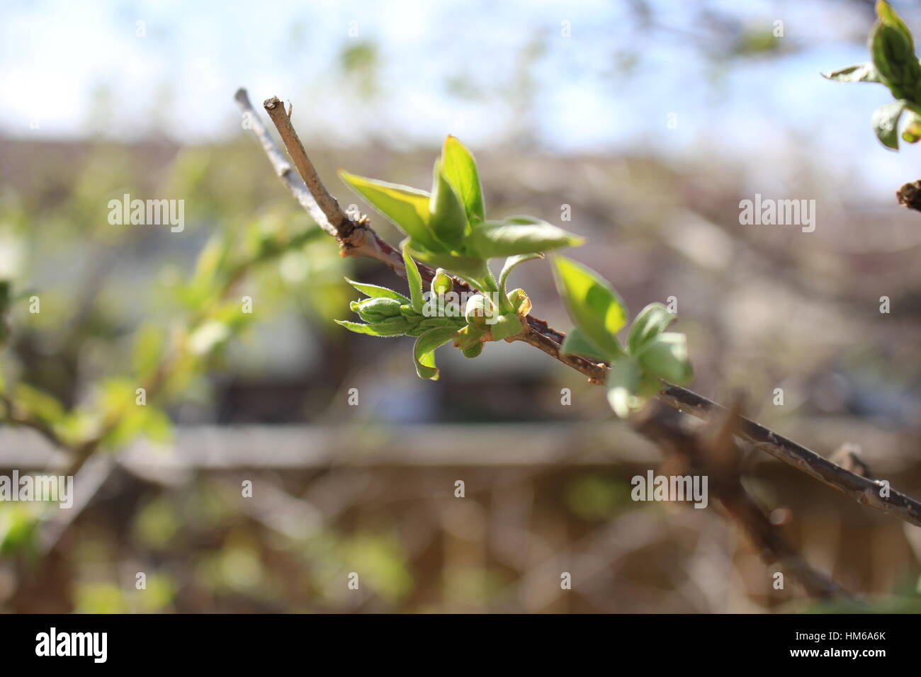 Budding leaves in spring Stock Photo - Alamy