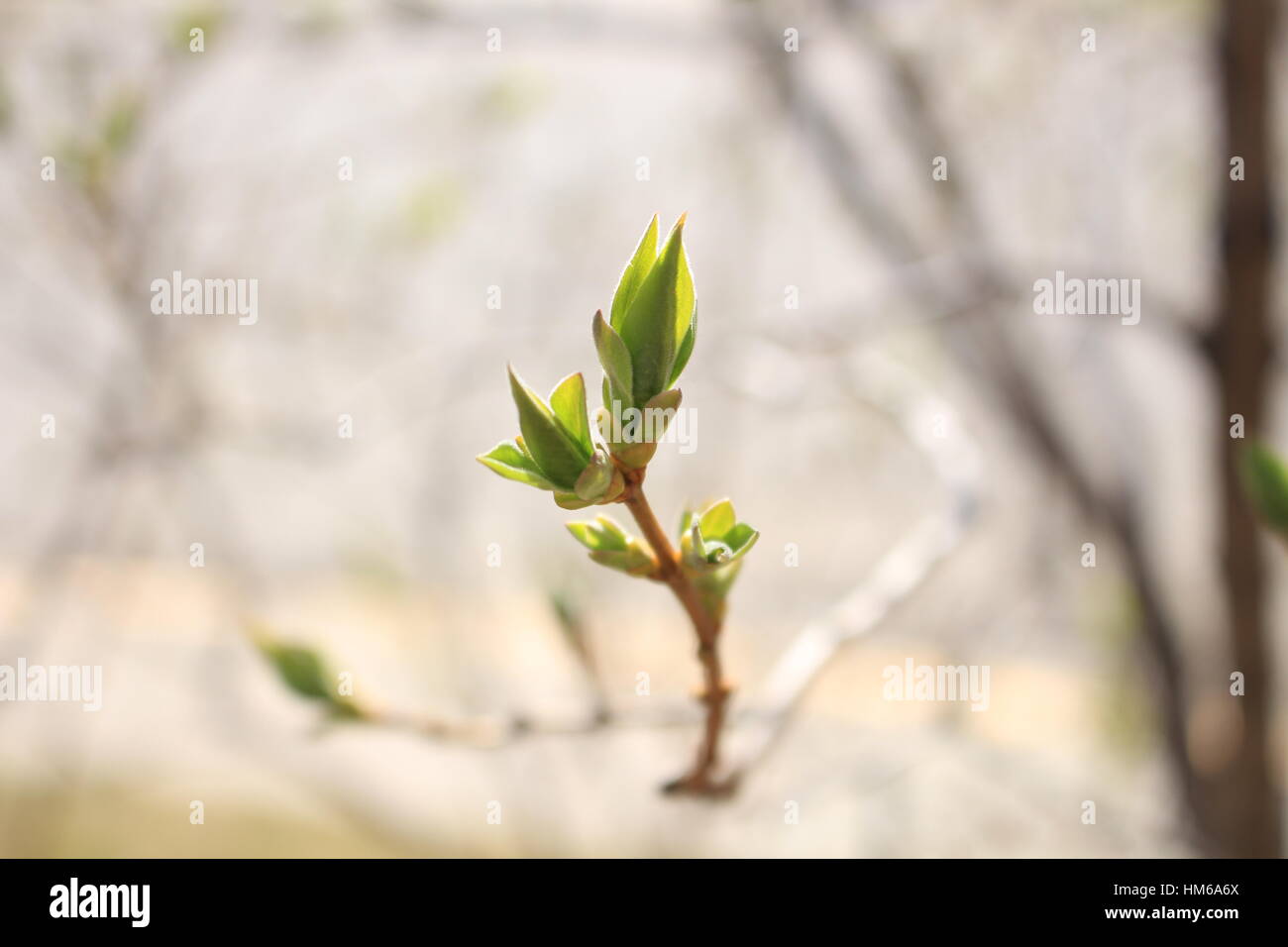 Budding leaves in Spring Stock Photo - Alamy