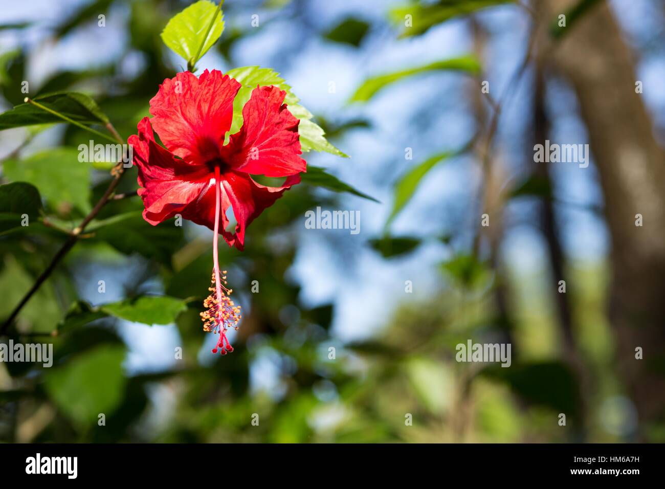 Single red hibiscus flower Stock Photo - Alamy