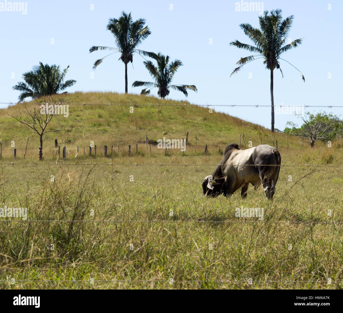 Brahma bull hi-res stock photography and images - Alamy