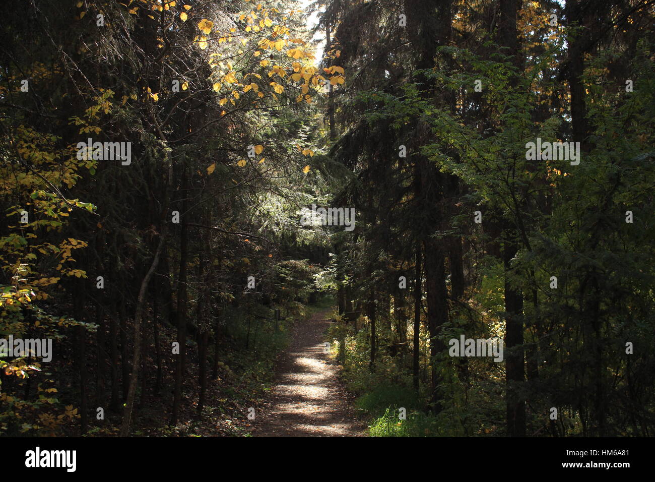Path in Dark Forest Stock Photo - Alamy