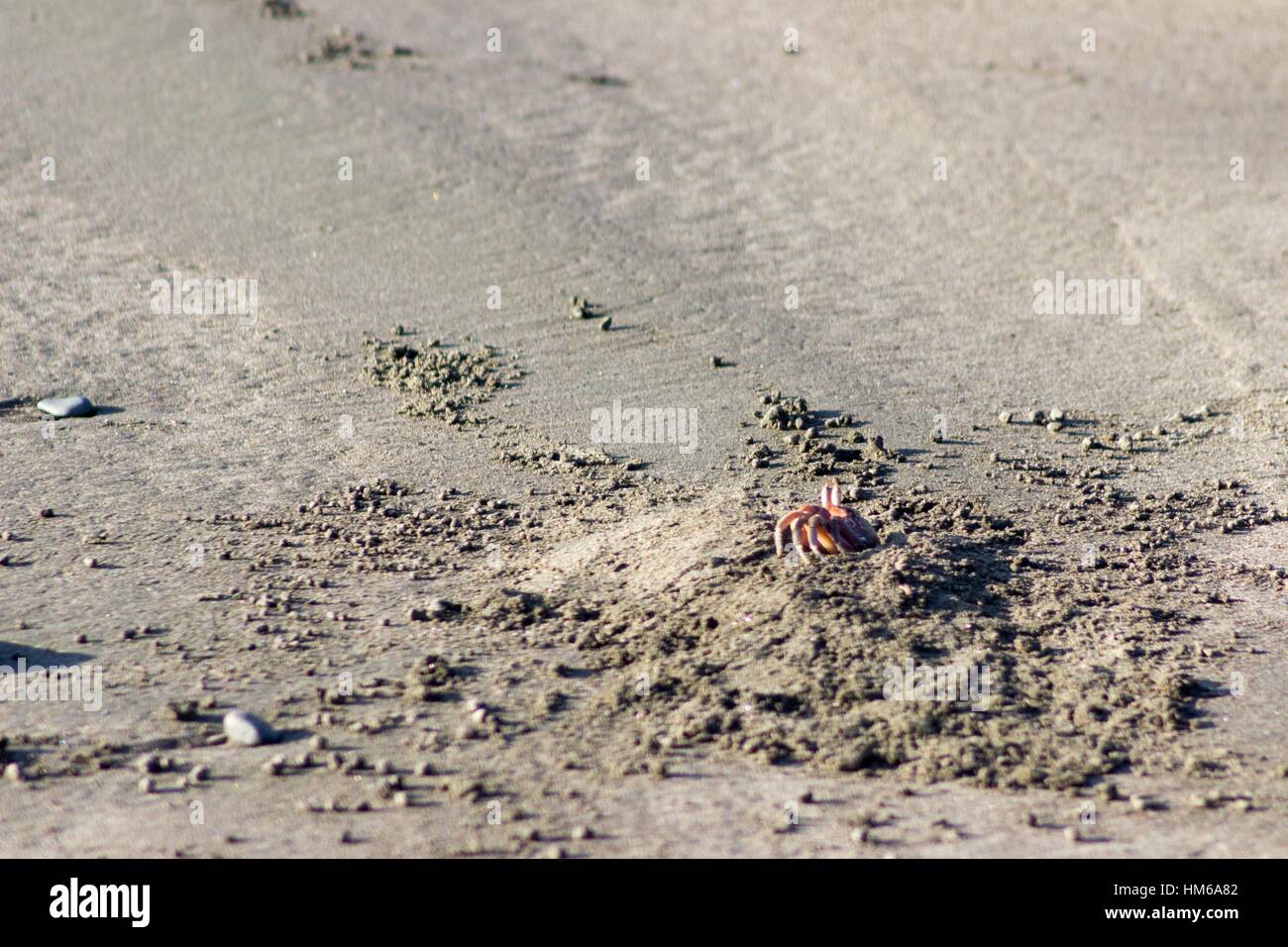 Red crabs burrow hi-res stock photography and images - Alamy