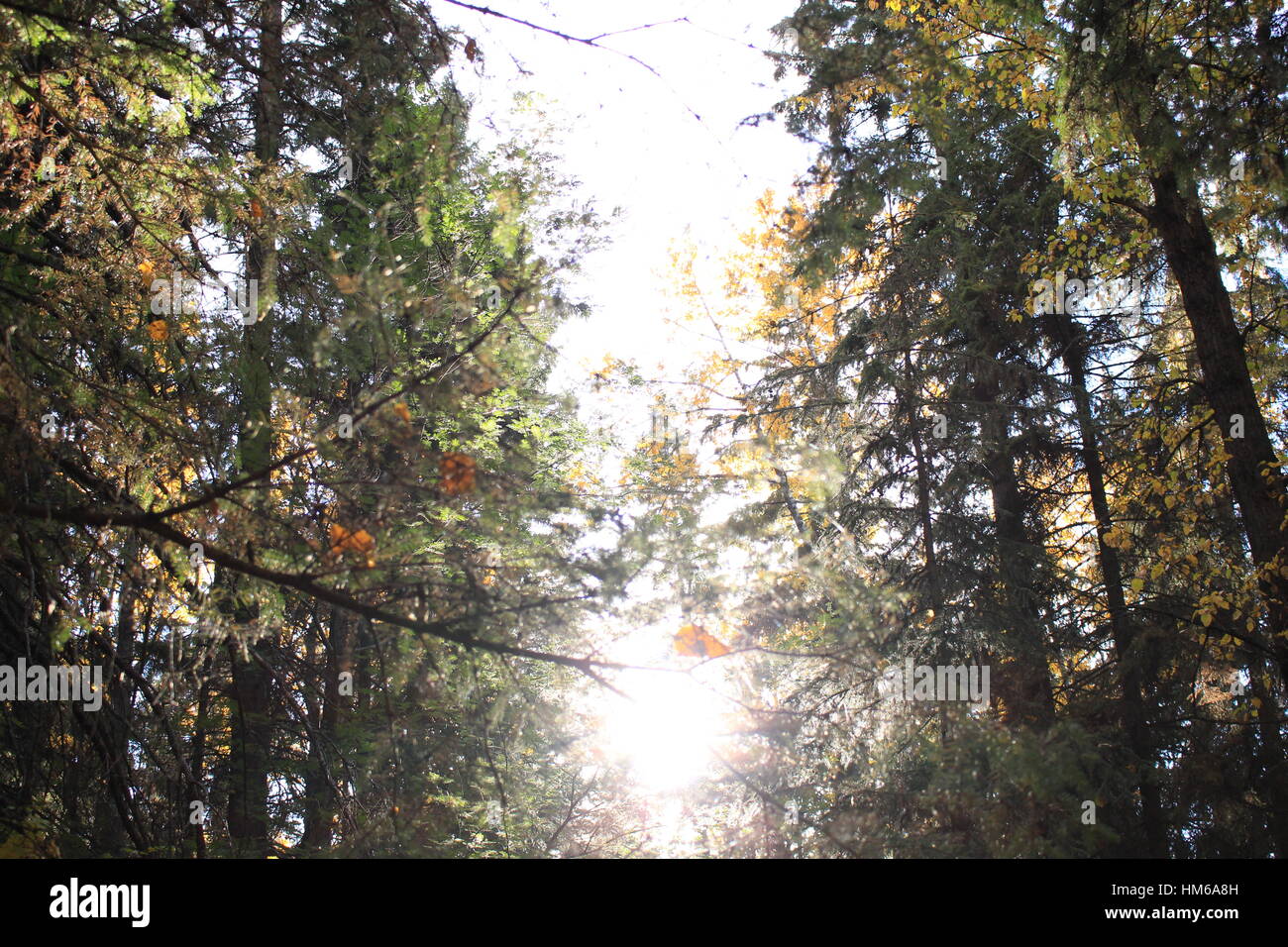 Light shining through trees hi-res stock photography and images - Alamy