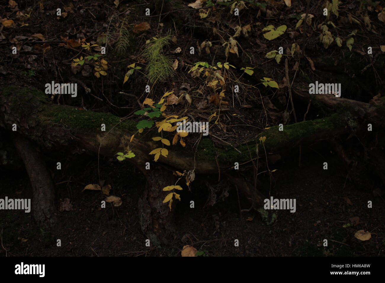 Dark forest floor Stock Photo - Alamy