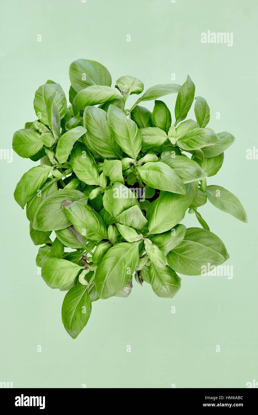 A studio photo of potted basil Stock Photo - Alamy