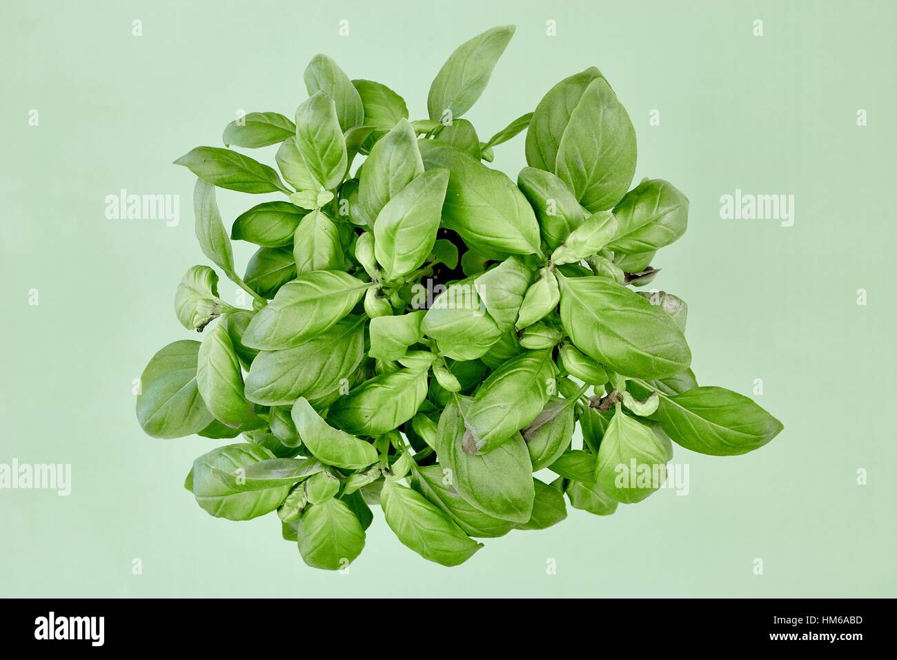 A studio photo of potted basil Stock Photo - Alamy