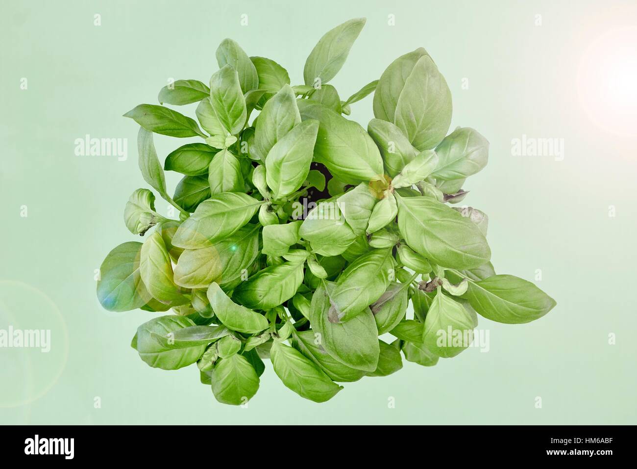 Square basilicum hi-res stock photography and images - Alamy