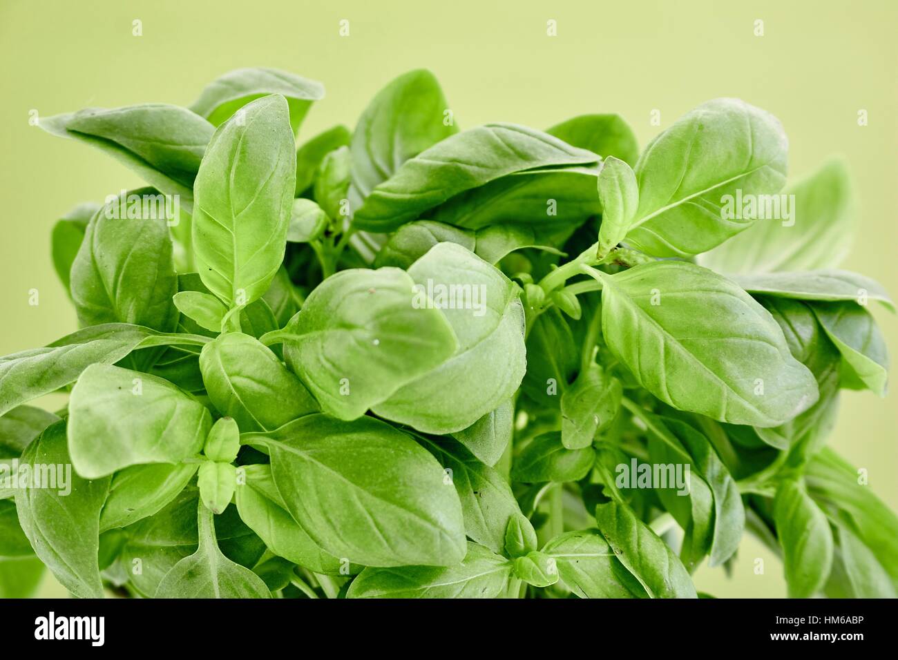 A studio photo of potted basil Stock Photo - Alamy